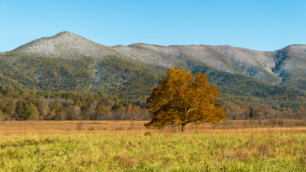 A STATEMENT ON ABUSIVE SYNDICATED CONSERVATION EASEMENTS - TennGreen ...