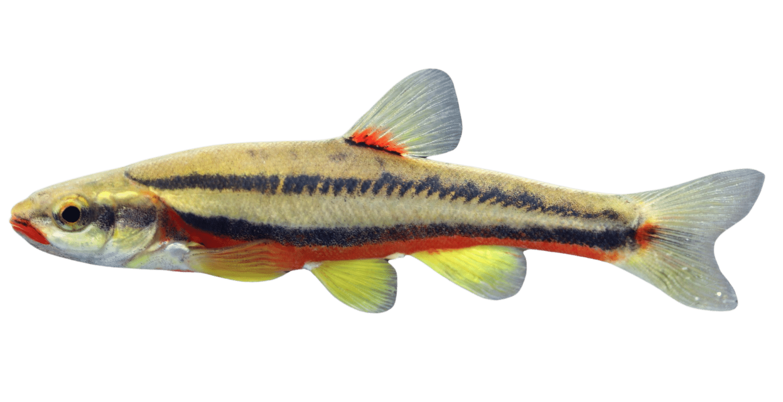 Saving the Laurel Dace: Critically Endangered Tennessee Fish